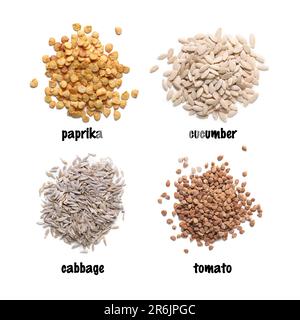 Set of vegetable seeds and its names on white background, top view ...