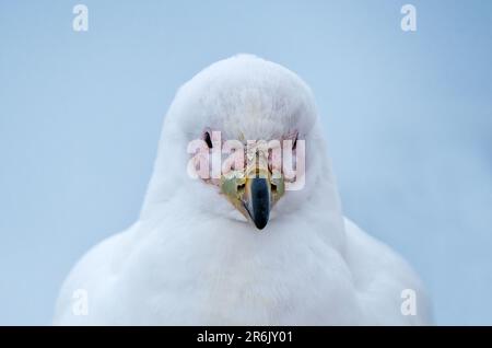 Closeup of Sheathbill bird, Antarctica, Polar Regions Stock Photo - Alamy