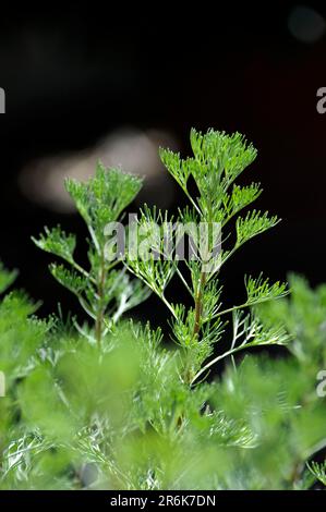 Medicinal plant, kitchen-herb: Boar's rue (Artemisia abrotanum) Coca ...