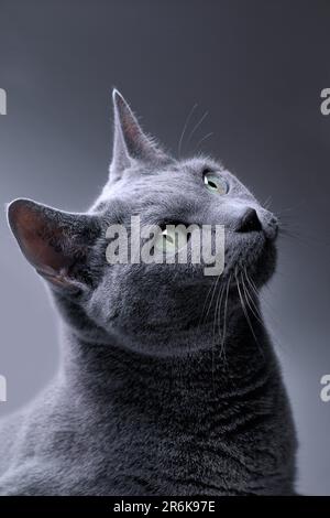 Sweet curious Russian Blue cat kitten, laying down side ways. Looking ...