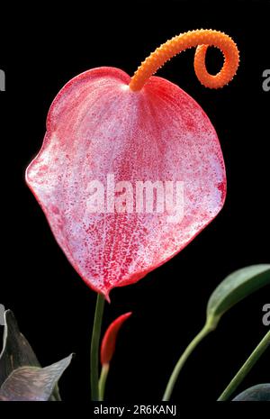Anthurium sp. tail flowers flamingo flowers and lace leaf flower in ...
