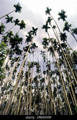 Medicinal plants (Arecaceae) arecanut tree, betelnut tree (Areca ...
