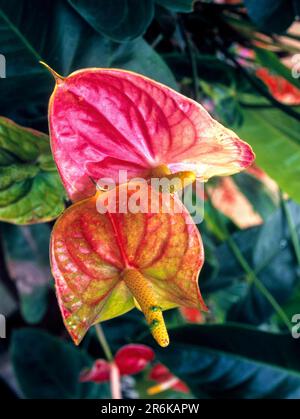 Anthurium sp. tail flowers flamingo flowers and lace leaf flower in ...
