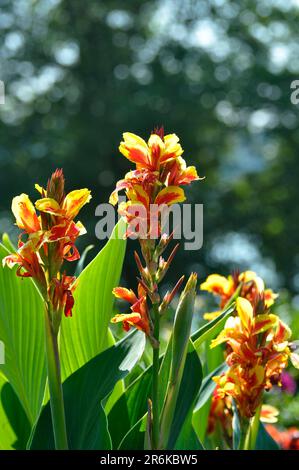 Cannas (Canna) flowering, flower cane cannas Stock Photo - Alamy
