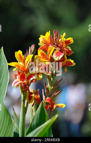 Cannas (Canna) flowering, flower cane cannas Stock Photo - Alamy