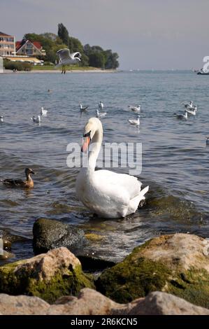 On Lake Constance, Langenargen, Swan with seagulls Stock Photo - Alamy