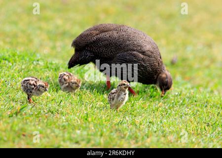 Cape spurfowl (Francolinus capensis), female with chicks Stock Photo ...