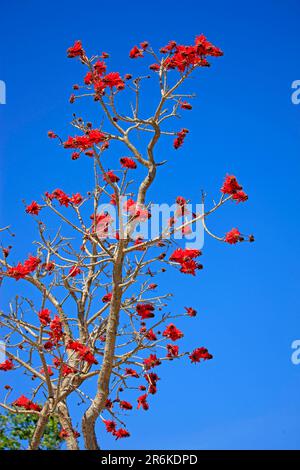 Flame coral tree, Western Cape, South Africa (Erythrina coralloides ...