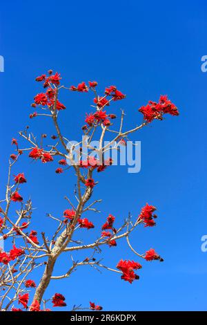 Flame coral tree, Western Cape, South Africa (Erythrina coralloides ...