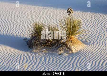 Soap tree yucca in desert, White Sands National Monument, Soaptree ...