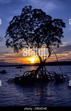 Mangrove tree in Chidiya Tapu, Andaman, India, Asia Stock Photo - Alamy