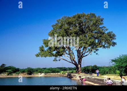 Pipal Tree (Ficus religiosa) plant leaf. with blur background Stock ...