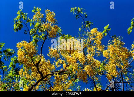 Golden shower , Cassia fistula or pudding pipe tree or yellow flower and sky background Stock ...