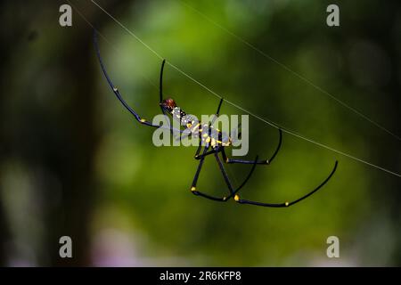 spiders in hainan Stock Photo - Alamy