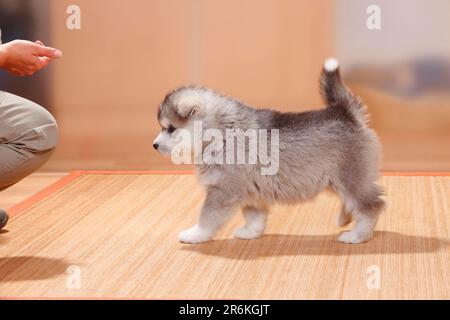 Side view Alaskan Malamute puppy walking isolated on white Stock Photo ...