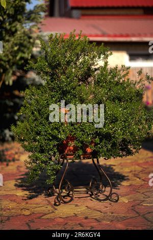 myrtle in a pot on a stand in a rural yard Stock Photo - Alamy