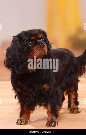 overweight cavalier king charles spaniel Stock Photo - Alamy