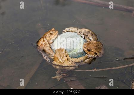 Common Toads (Bufo bufo) clinging Tennis ball, Bavaria, Germany, mating ...