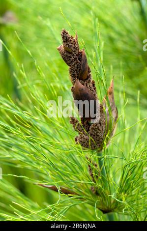 Horsetail Restio (Elegia capensis), broom, Restionaceae Stock Photo - Alamy