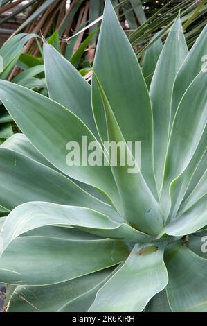 Flowering Dragon Tree Agave or lion's tail (Agave attenuata) in the ...