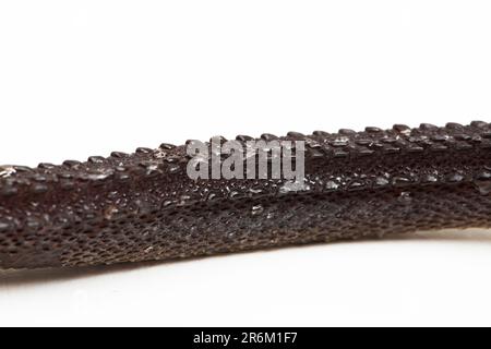 The dragon snake, Javan tubercle snake, Javan mudsnake, or rough-backed ...