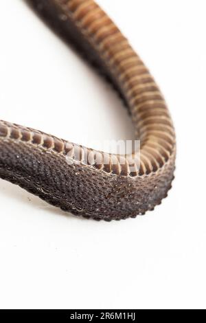The dragon snake, Javan tubercle snake, Javan mudsnake, or rough-backed ...