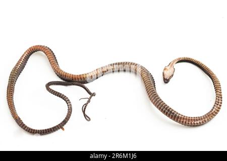 The dragon snake, Javan tubercle snake, Javan mudsnake, or rough-backed ...