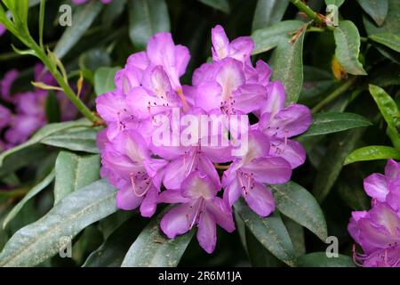 Lilac and white Pontic rhododendron in flower Stock Photo - Alamy