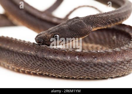 The dragon snake, Javan tubercle snake, Javan mudsnake, or rough-backed ...
