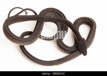The dragon snake, Javan tubercle snake, Javan mudsnake, or rough-backed ...