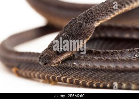 The dragon snake, Javan tubercle snake, Javan mudsnake, or rough-backed ...