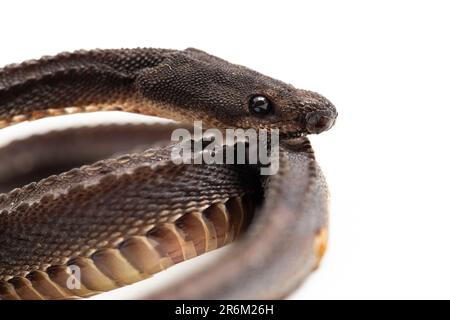 The dragon snake, Javan tubercle snake, Javan mudsnake, or rough-backed ...
