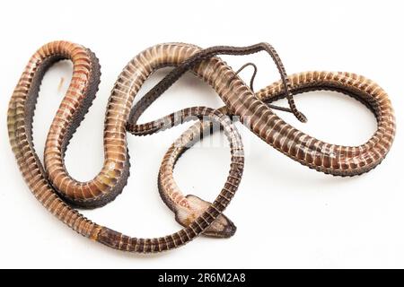 The dragon snake, Javan tubercle snake, Javan mudsnake, or rough-backed ...