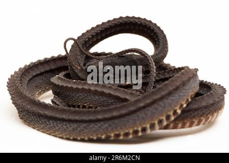 The dragon snake, Javan tubercle snake, Javan mudsnake, or rough-backed ...