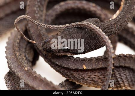The dragon snake, Javan tubercle snake, Javan mudsnake, or rough-backed ...