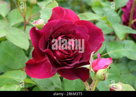 Rosa 'Munstead Wood' in flower Stock Photo - Alamy