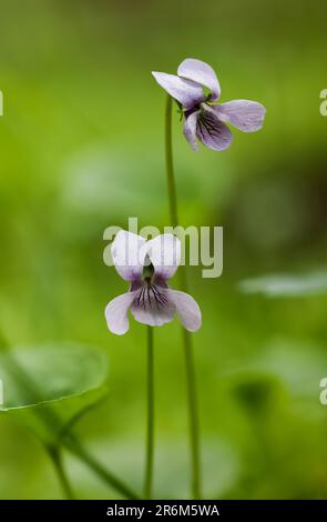 Marsh Violet (Viola palustris). Leaf Closeup Stock Photo - Alamy