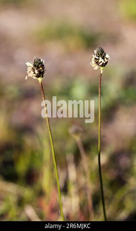 Ribwort plantain (Plantago lanceolata), inflorescence, medicinal herb ...