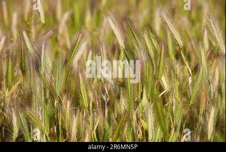 Plant barley mouse - Hordeum marinum wild growing in the forest and ...
