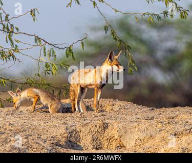 Desert Fox Family at its den with juvenile Stock Photo - Alamy