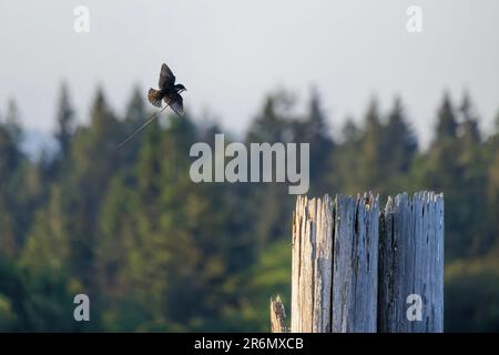 European Starling bird bring nesting material at Vancouver BC Canada ...