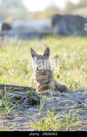 North American Coyote at Vancouver BC Canada Stock Photo - Alamy