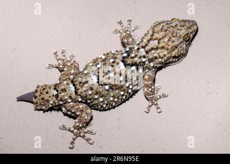 Bibron's Thick-toed Gecko (Chondrodactylus bibronii) missing tail ...