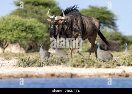 Blue wildebeest (Connochaetes taurinus) - Onkolo Hide, Onguma Game ...