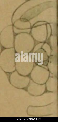 "Embryologie von Physa fontinalis L." (1905 Stock Photo - Alamy