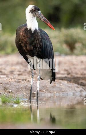 African woolly-necked stork or African woollyneck (Ciconia microscelis ...