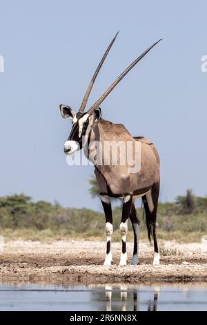 Gemsbok or Oryx (Oryx gazella) - Onkolo Hide, Onguma Game Reserve ...