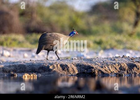 Helmeted guineafowl (Numida meleagris) - Onkolo Hide, Onguma Game ...