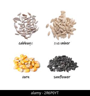 Set of vegetable seeds and its names on white background. Corn ...