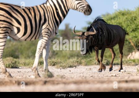 Blue wildebeest (Connochaetes taurinus) - Onkolo Hide, Onguma Game ...